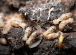 how to get rid of termites in door frames? - Tarkhan Door