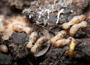 how to get rid of termites in door frames? - Tarkhan Door
